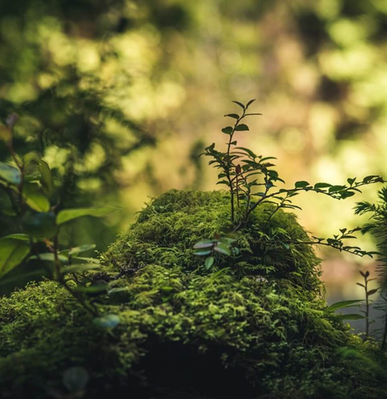 Sustainability - Proton Group